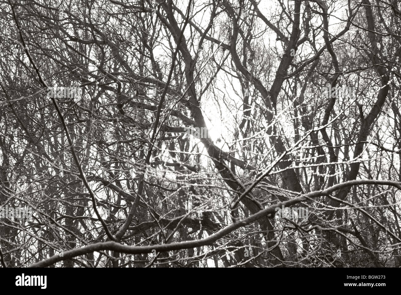 Winter light breaking through trees hi-res stock photography and images ...