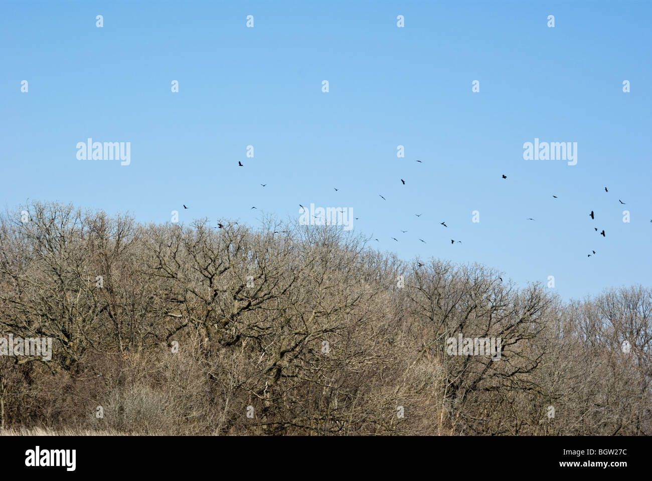 Murder of crows hi-res stock photography and images - Alamy