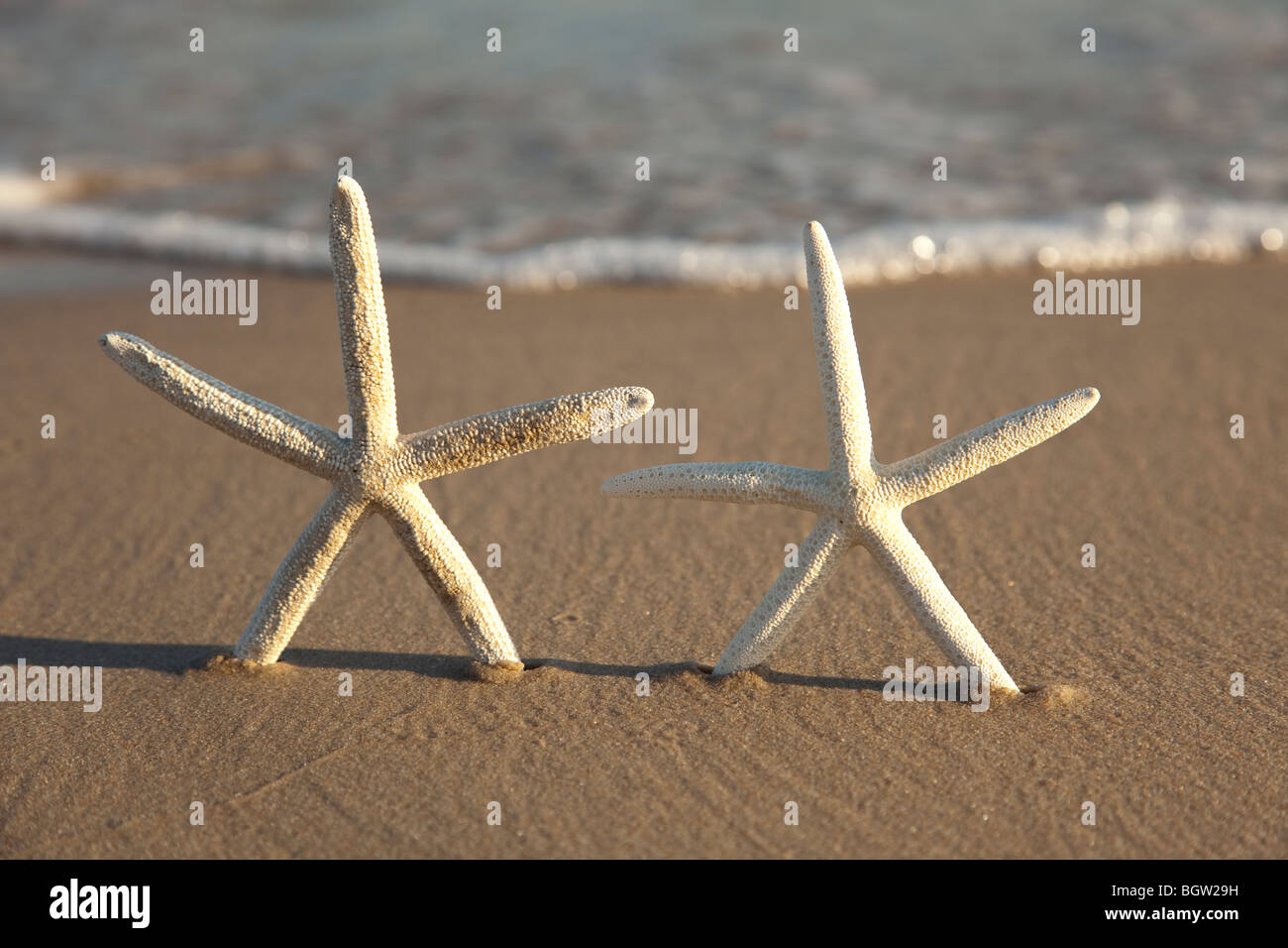 Two Starfish on a yellow sand beach Stock Photo - Alamy