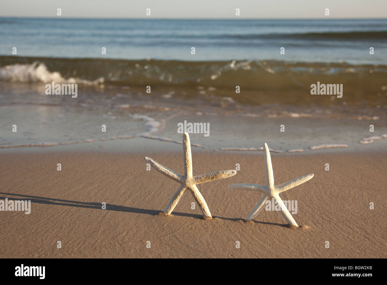 Two Starfish on a yellow sand beach Stock Photo - Alamy