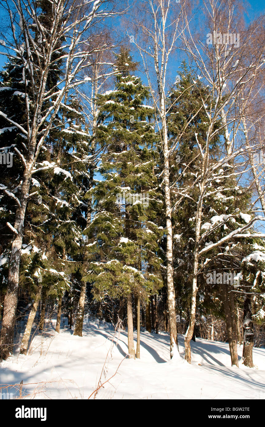 Frozen trees in the winter forest Stock Photo - Alamy