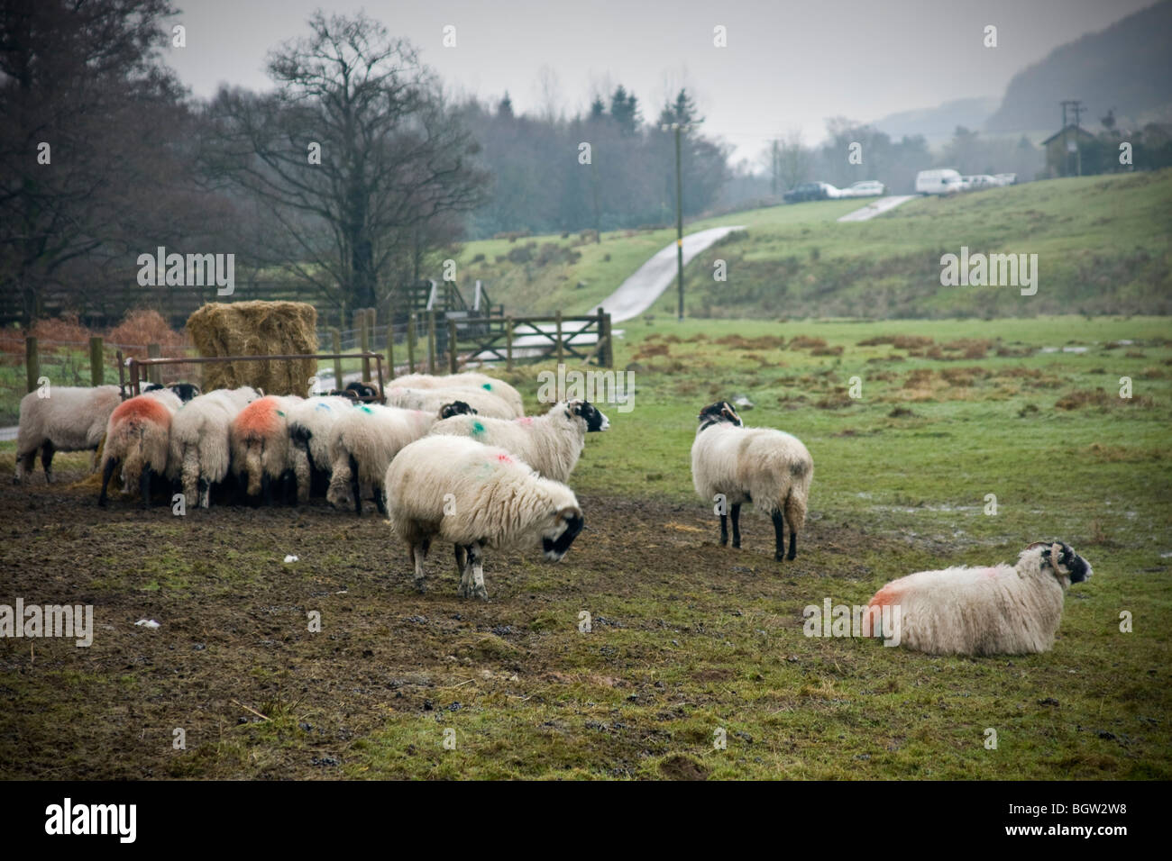 sheep in the forest of bowland Stock Photo - Alamy