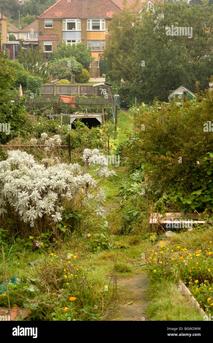 Allotment plots with housing in the background Stock Photo - Alamy