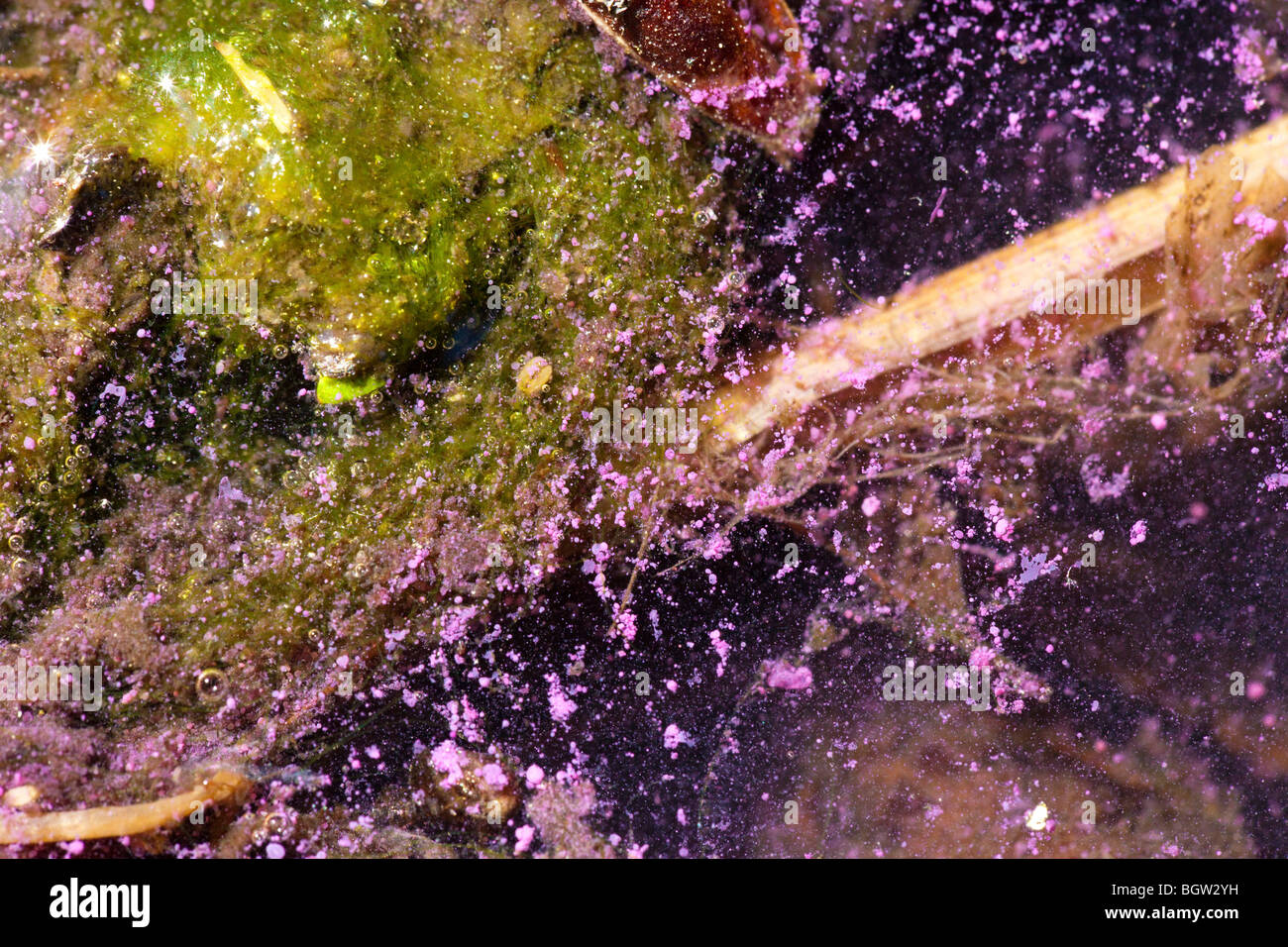 pink algae Rhizobiales Methylobacterium in pond in UK Stock Photo - Alamy