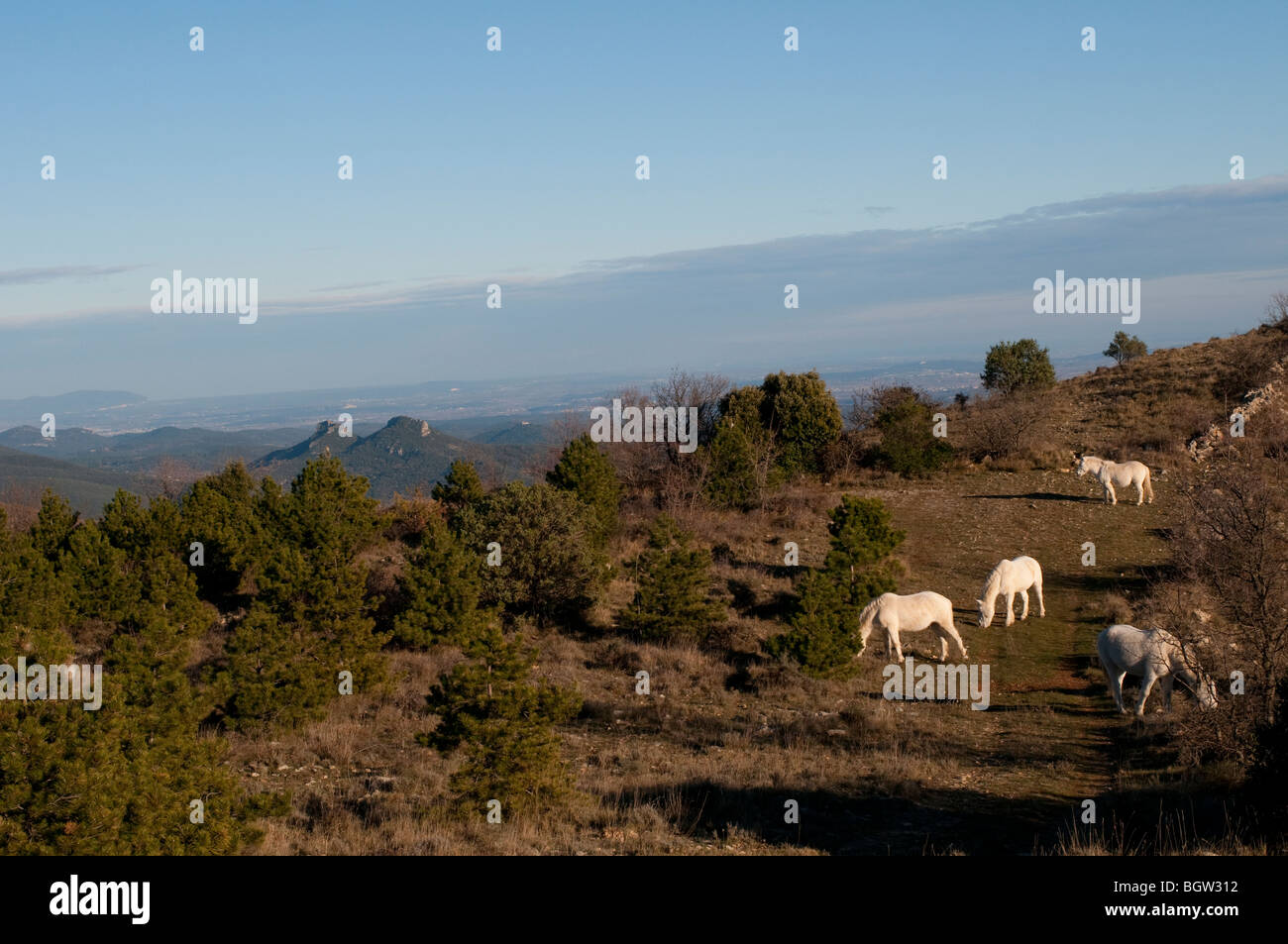 White horses with Saint Chamand mountains in the background, Cevennes ...
