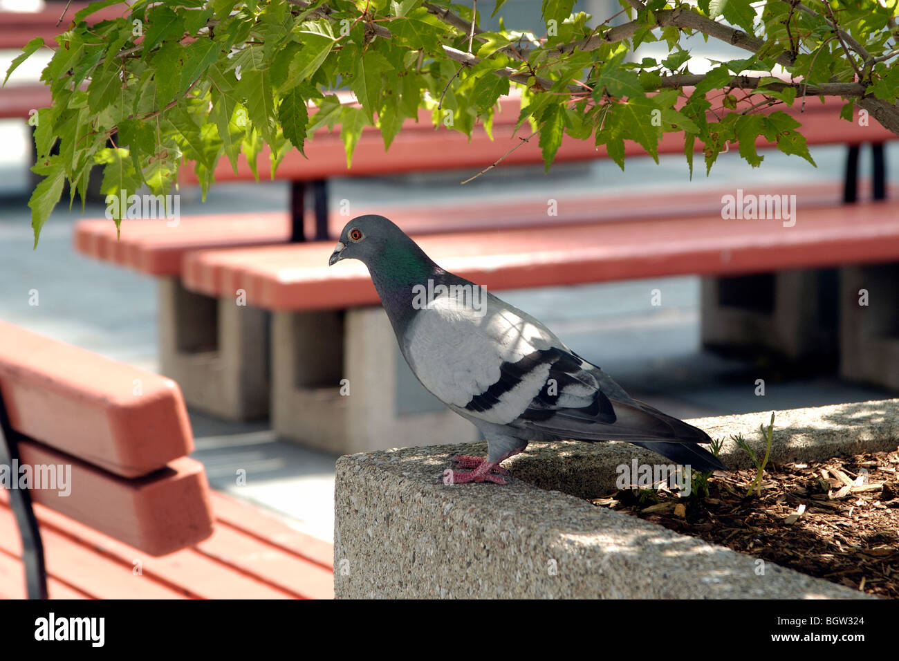 Shade animals hi-res stock photography and images - Alamy