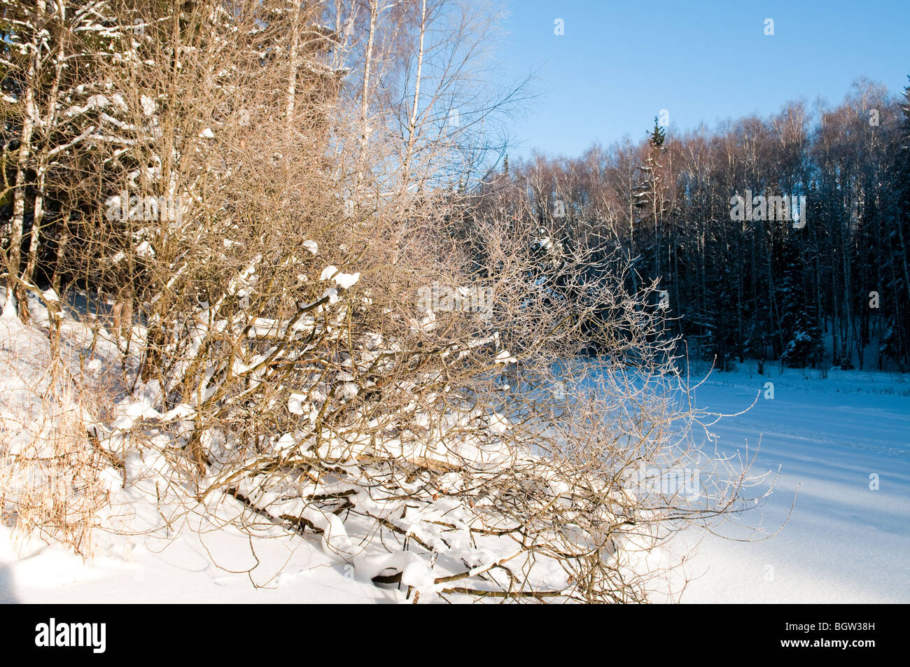 Frozen trees in the winter forest Stock Photo - Alamy