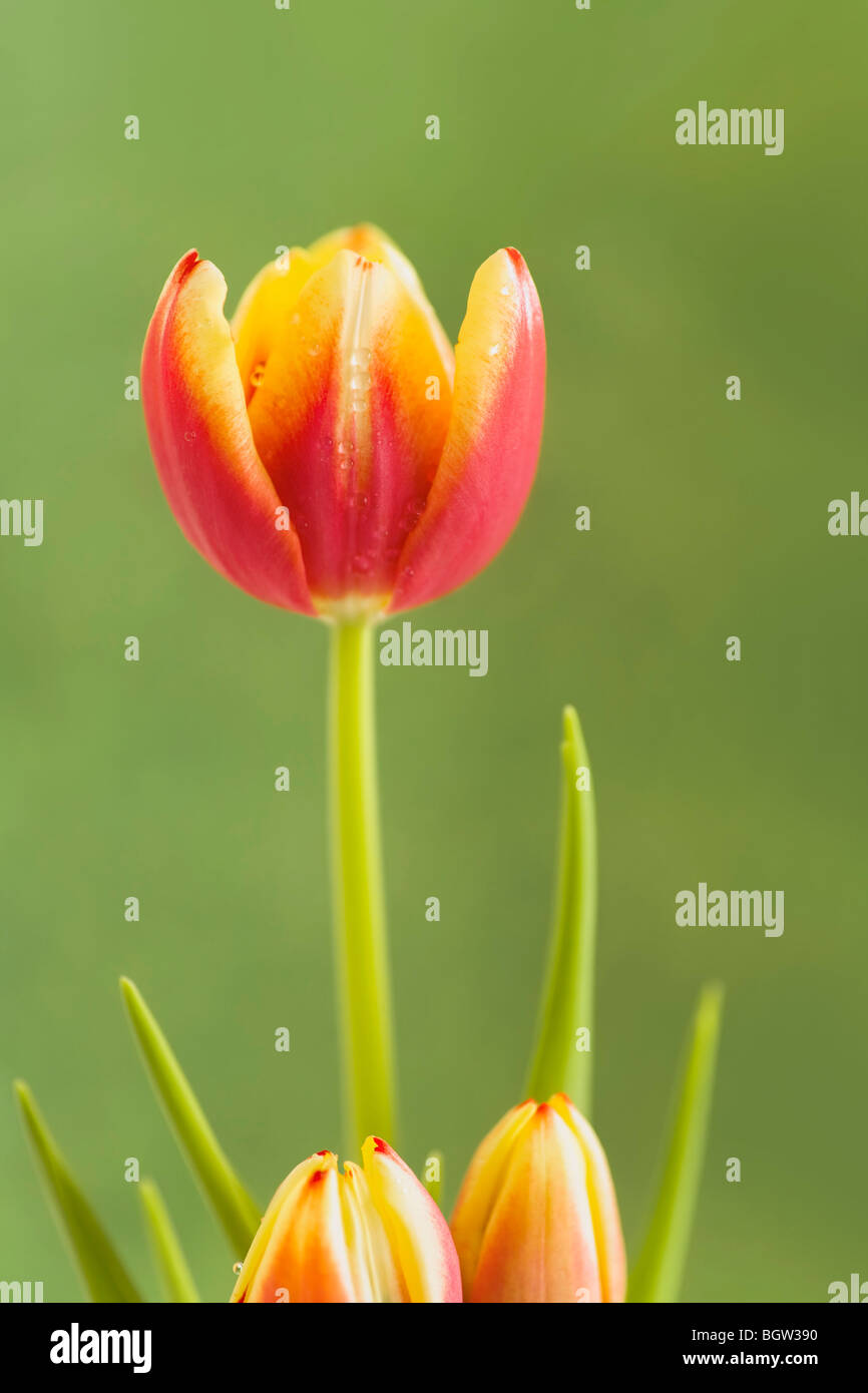 Tulip blossom seasons hi-res stock photography and images - Alamy