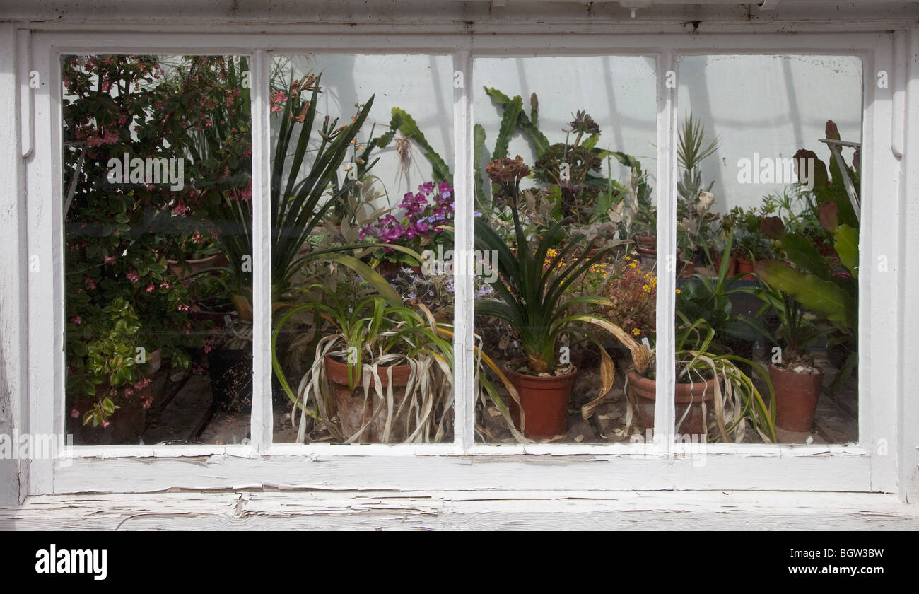 Window with plants Stock Photo - Alamy