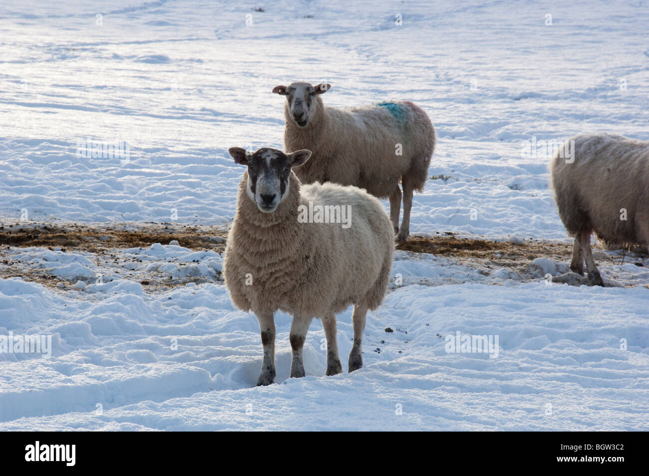 Sheep farmer scotland hi-res stock photography and images - Alamy