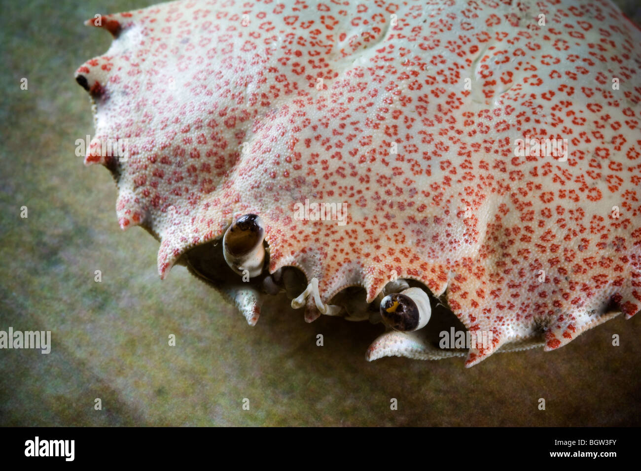 Hard shell crab hi-res stock photography and images - Alamy