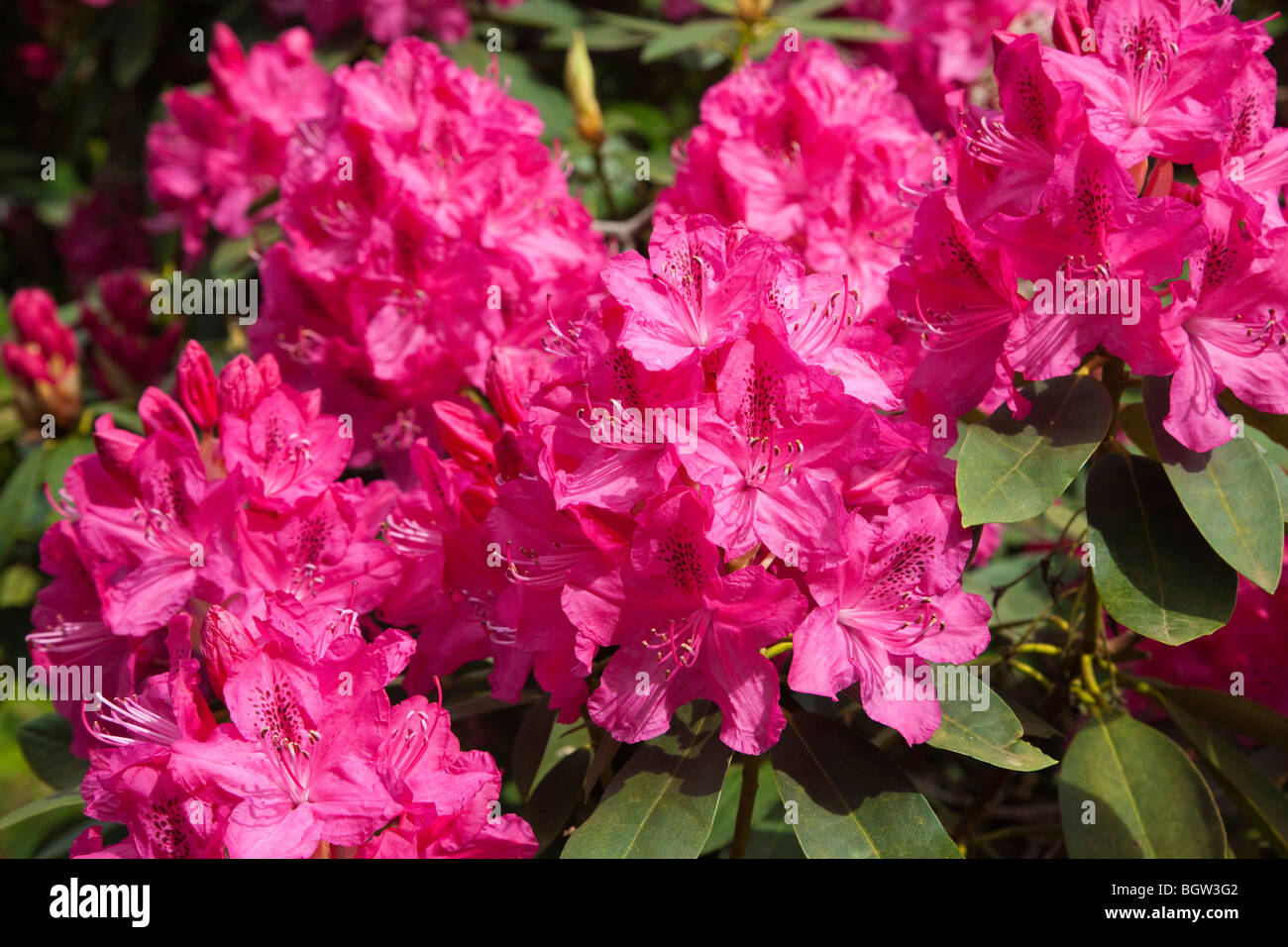 Bush rhododendrons hi-res stock photography and images - Alamy
