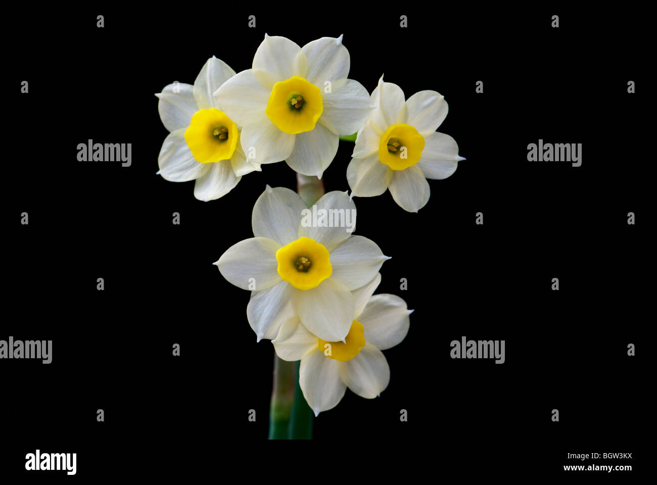 Multi flowered hi-res stock photography and images - Alamy