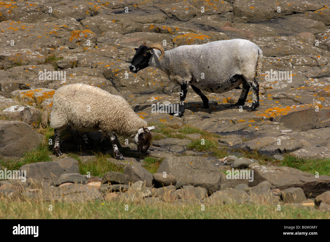 Black faced sheep, ram and ewe on rocky shore land Stock Photo - Alamy