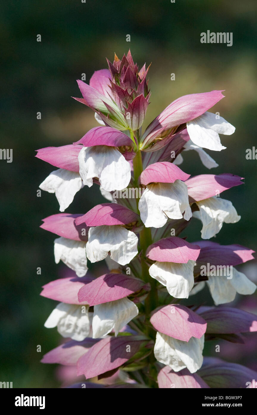 Acanthus flower hi-res stock photography and images - Alamy