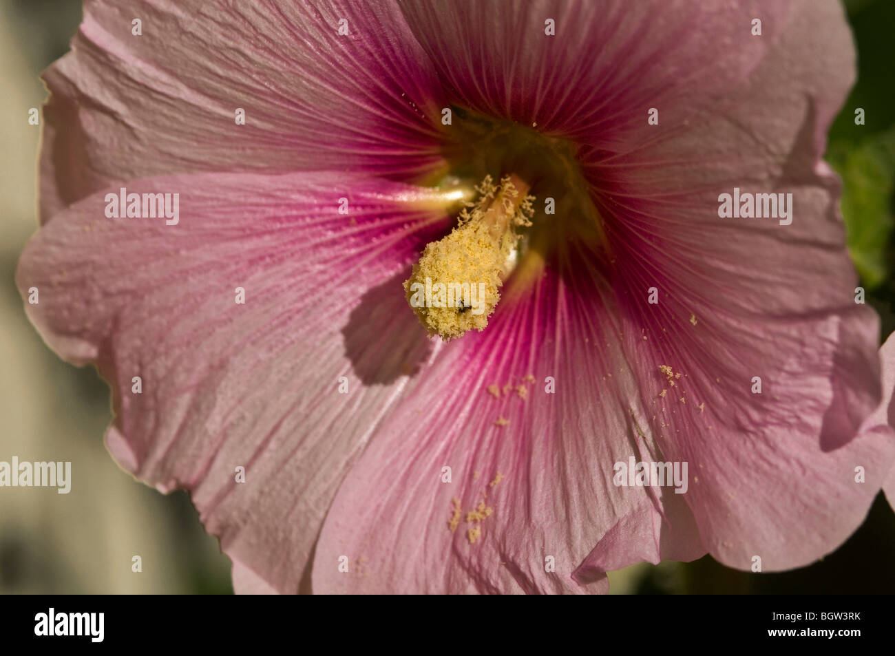 Holly hock hi-res stock photography and images - Alamy