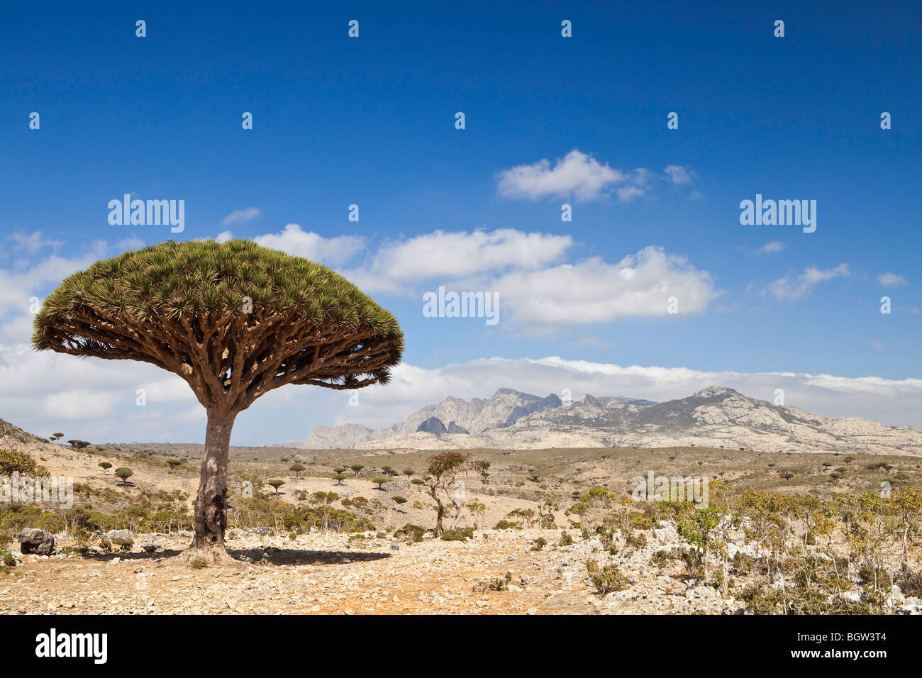 Socotra hi-res stock photography and images - Alamy