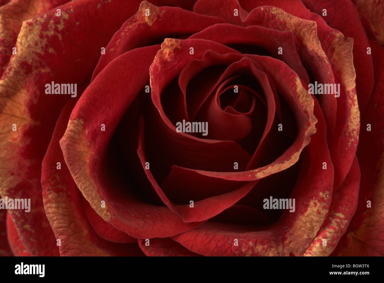 Damaged Rose Petals High Resolution Stock Photography and Images - Alamy