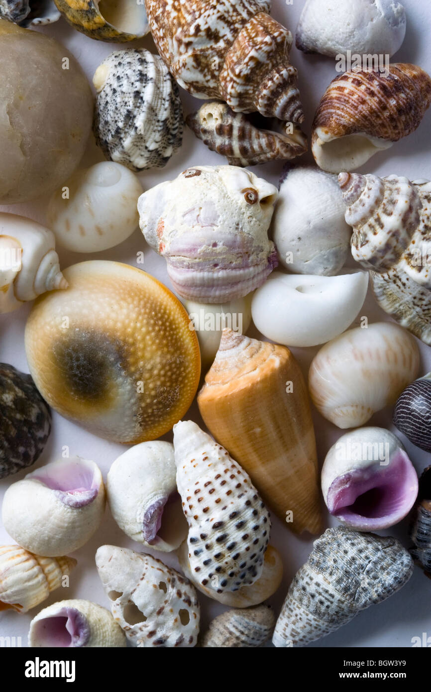 A gathering of small seashells on a neutral background Stock Photo - Alamy
