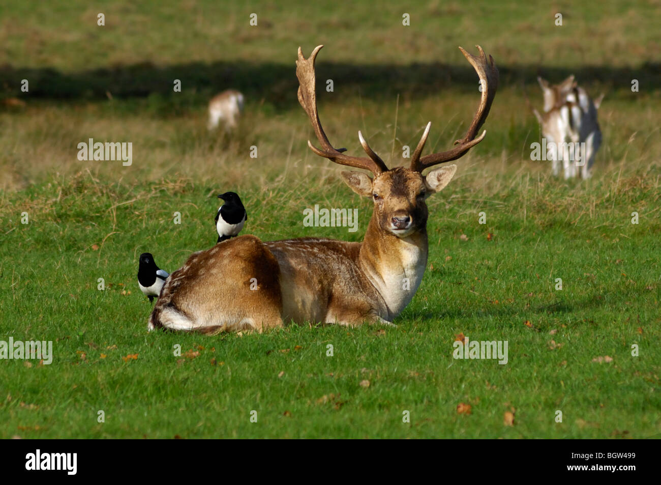 Fallow Deer, with Magpie on back Stock Photo - Alamy
