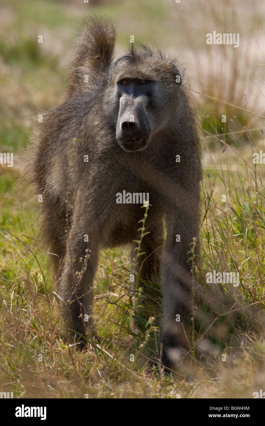 Portrait of a wild baboon in southern Africa. The photo was taken in ...