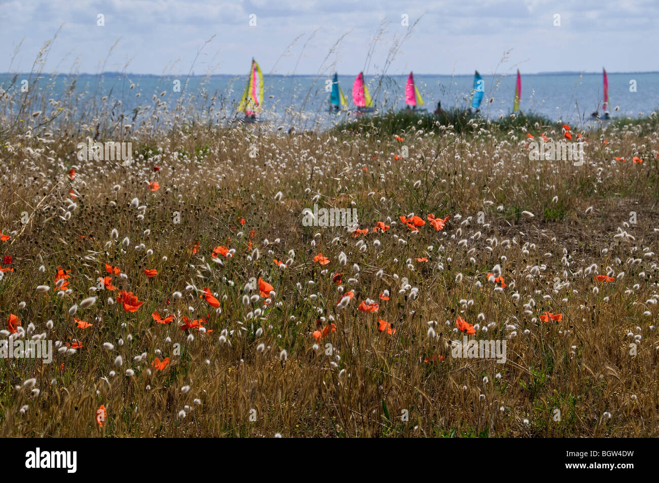 Seaside Wild Flowers High Resolution Stock Photography and Images - Alamy
