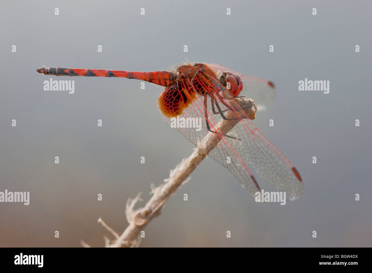 Macro photo of a dragonfly in southern Africa. The photo was taken in ...
