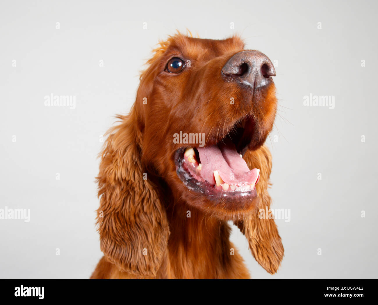 Red setter hi-res stock photography and images - Alamy