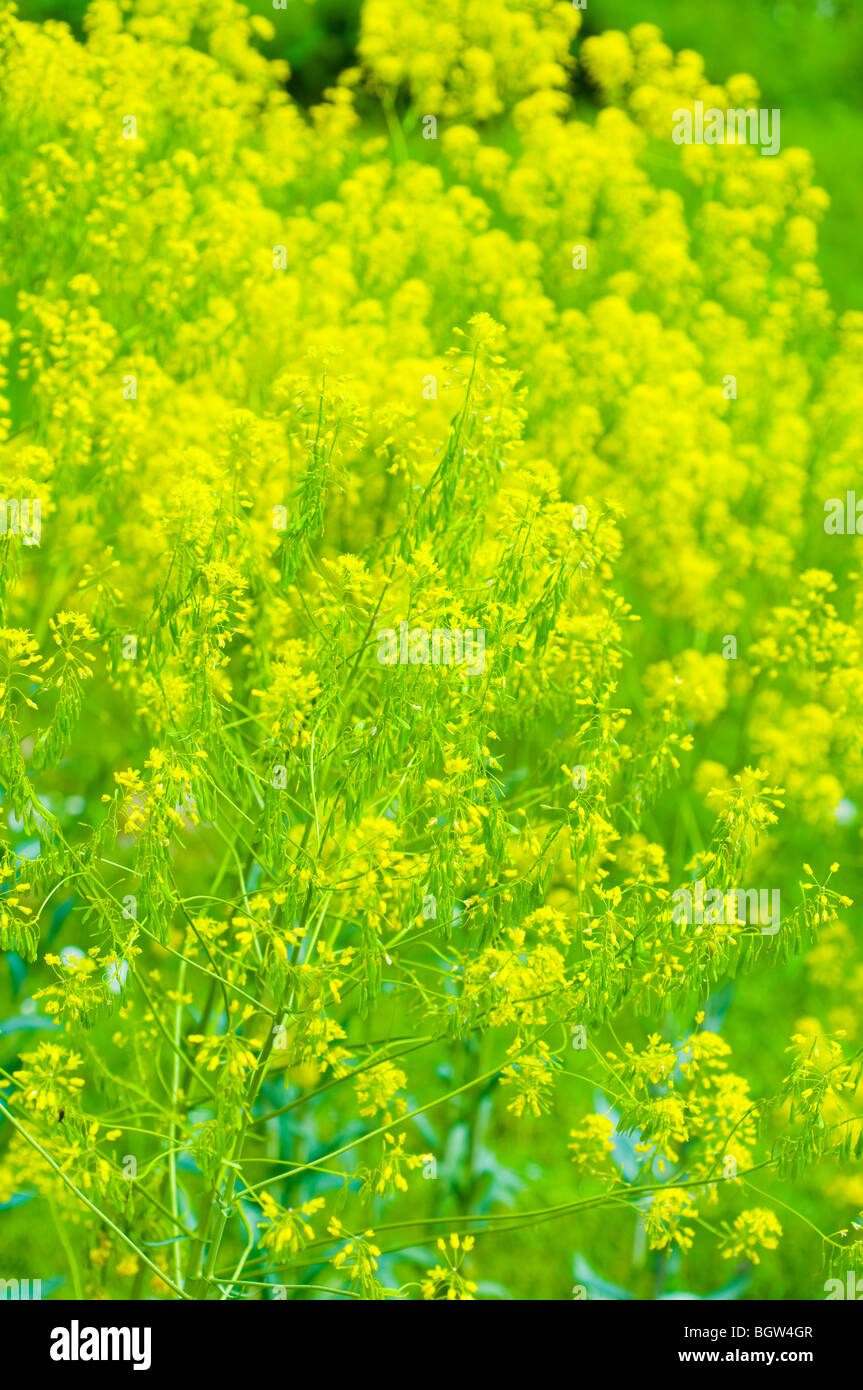 Medow field hi-res stock photography and images - Alamy