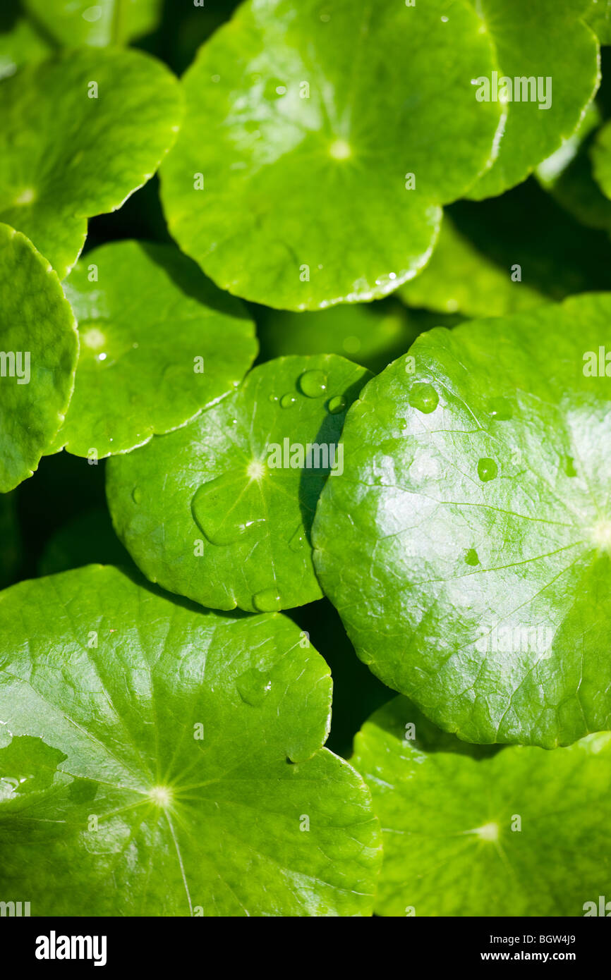 Beautiful closeup water drops hi-res stock photography and images - Alamy