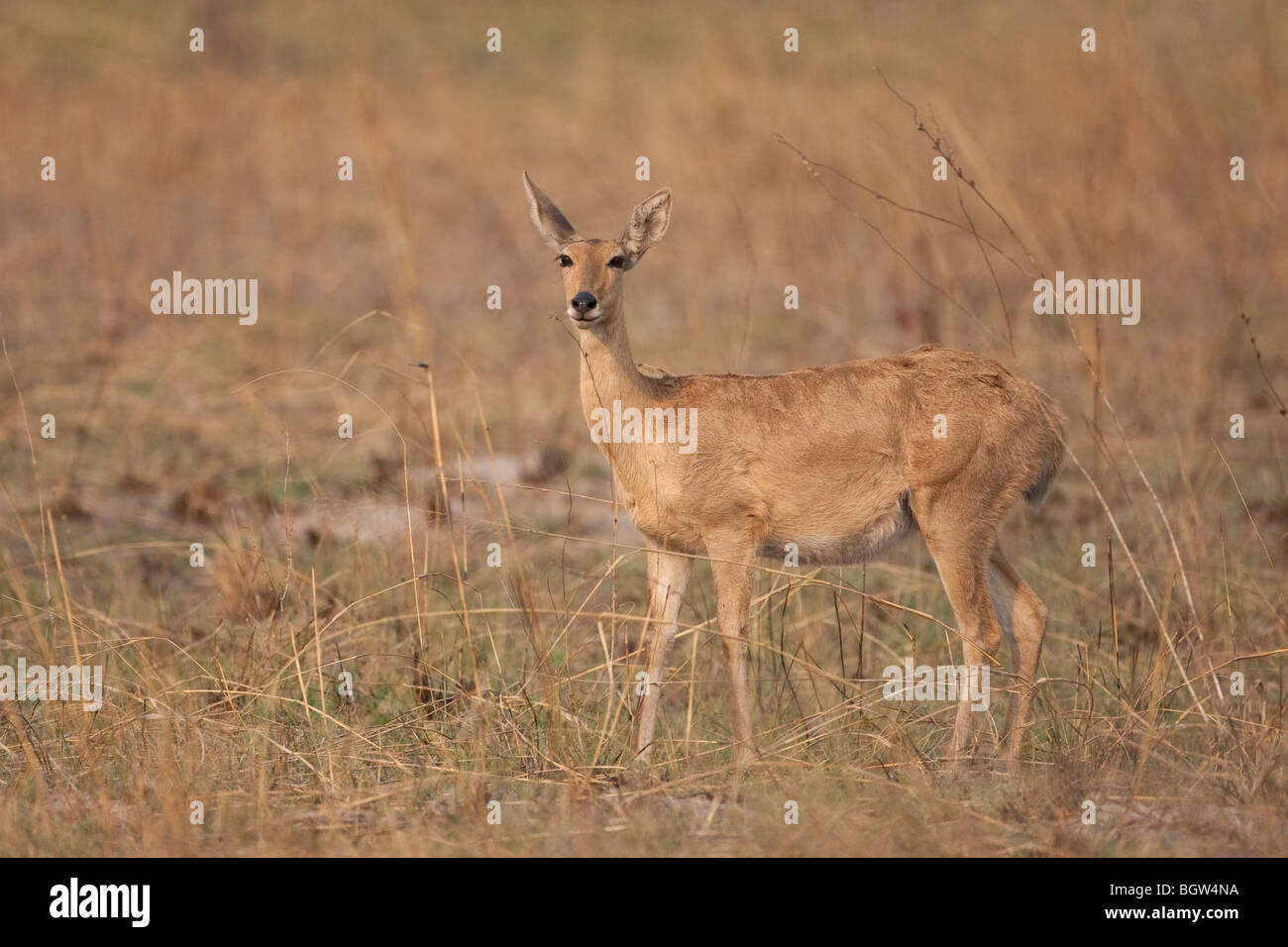 Southern Reedbuck