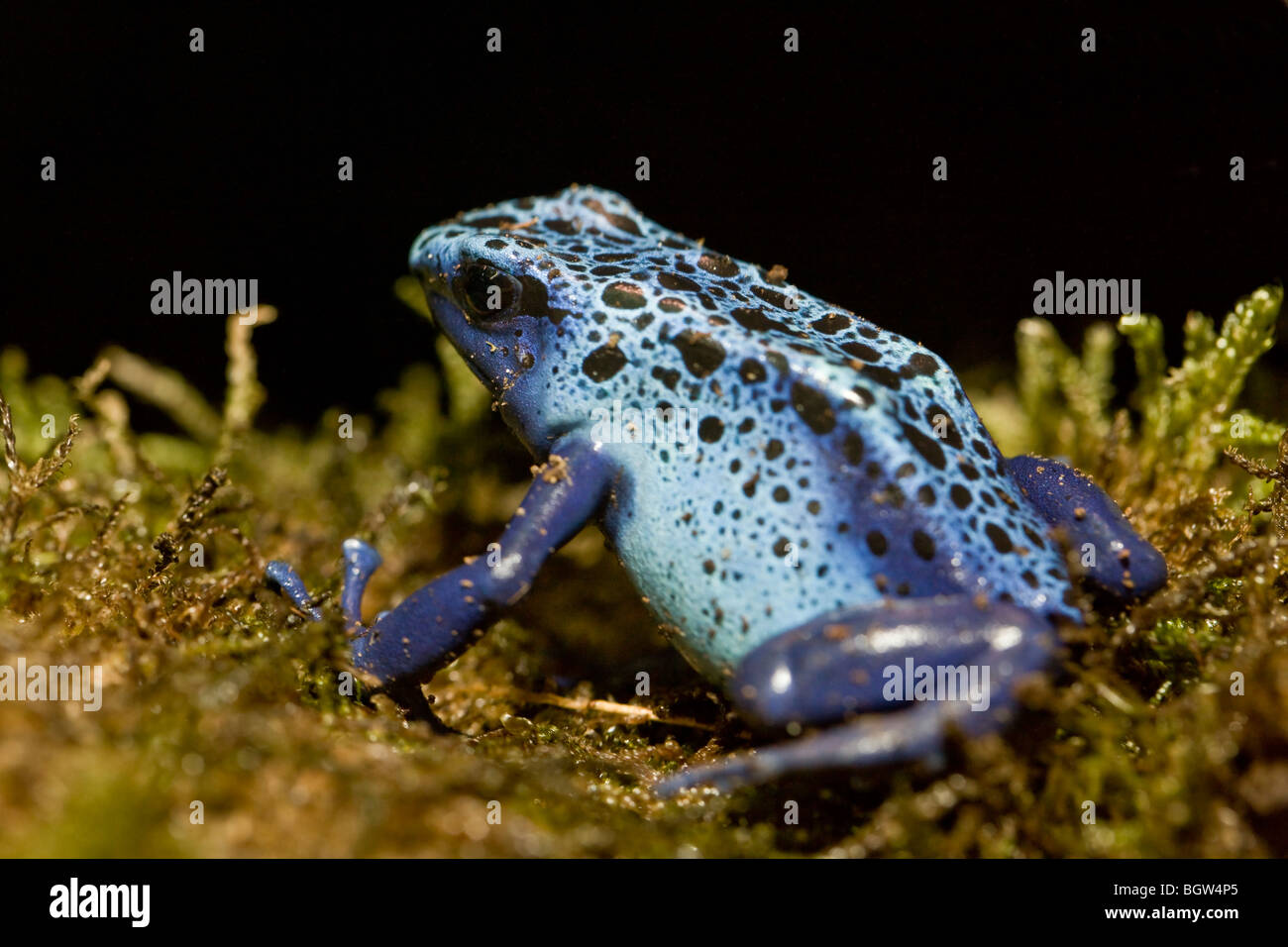 Blue Poison Frog Stock Photo - Alamy
