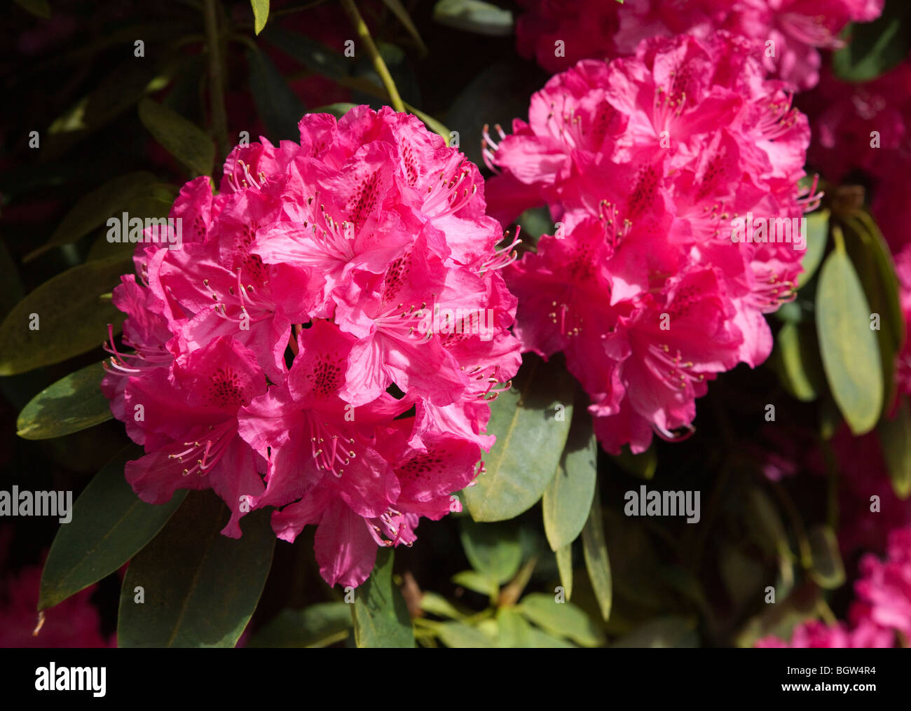 Rhododendron flowers in spring, UK Stock Photo - Alamy