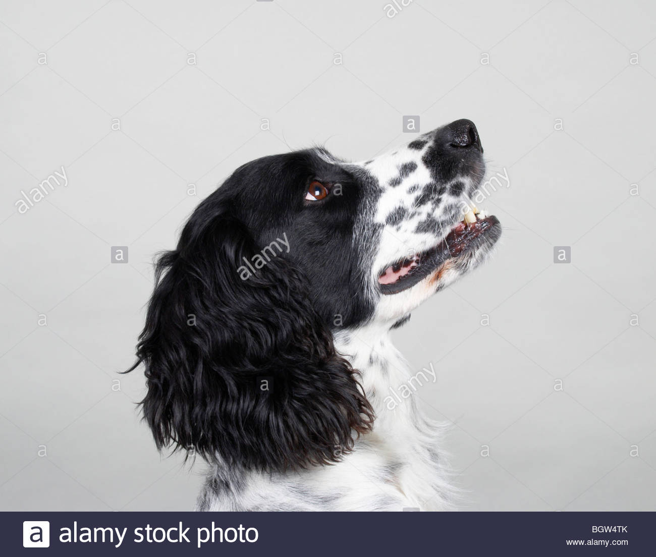 Black And White Springer Spaniel Stock Photos & Black And White ...