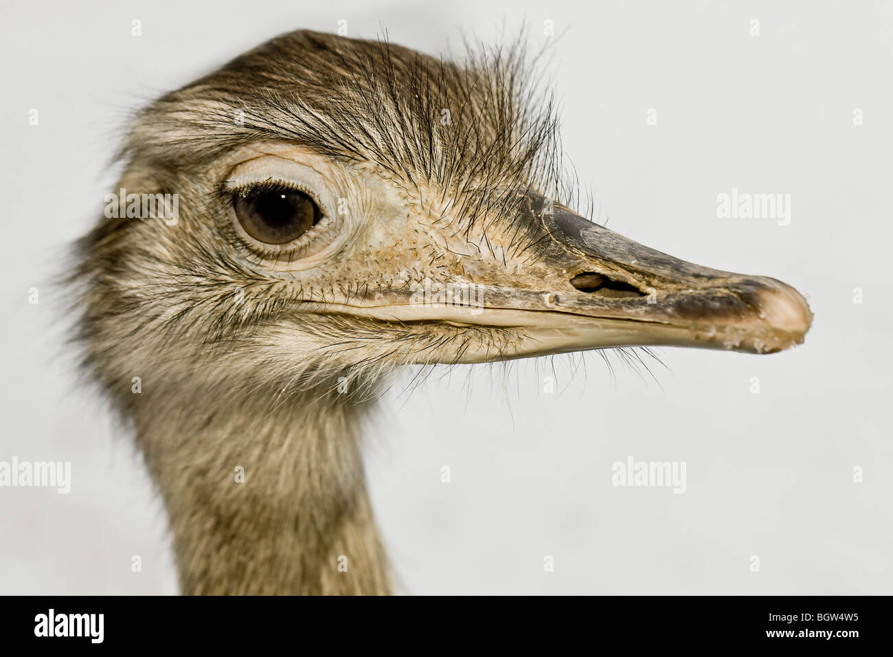 Portrait of a Rhea head Stock Photo - Alamy