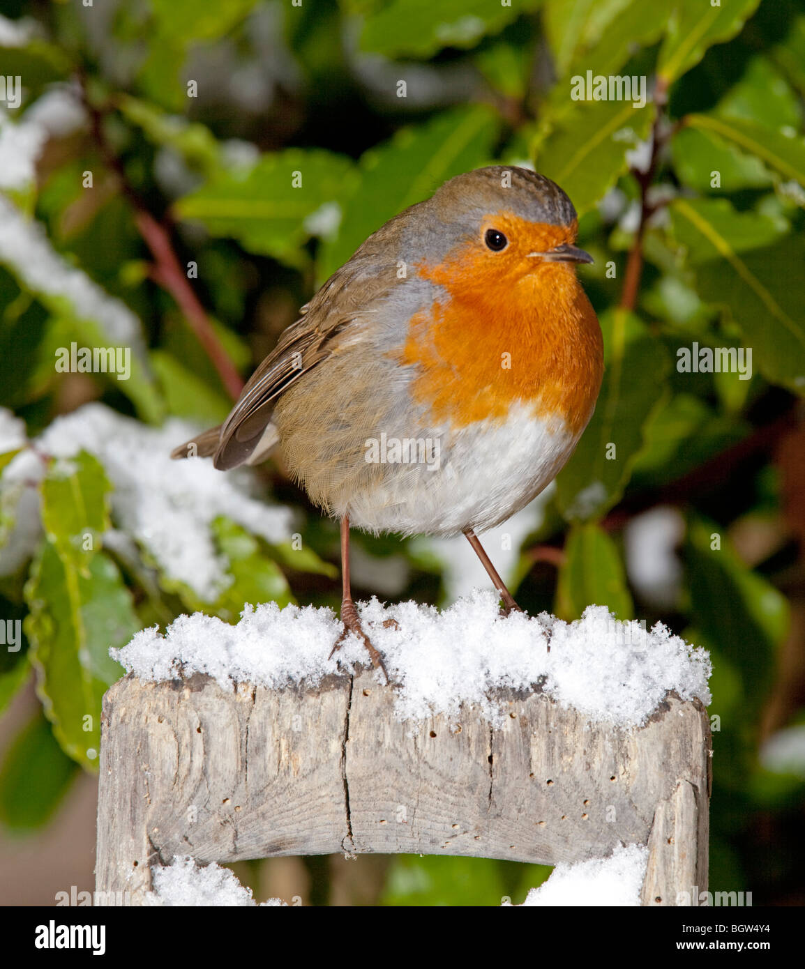European robin Erithacus rubecula perched on spade handle in snow ...
