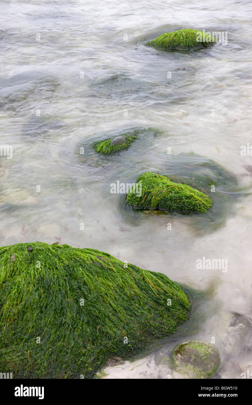 Moss covered rocks in water, Isle of Iona, Scotland Stock Photo - Alamy