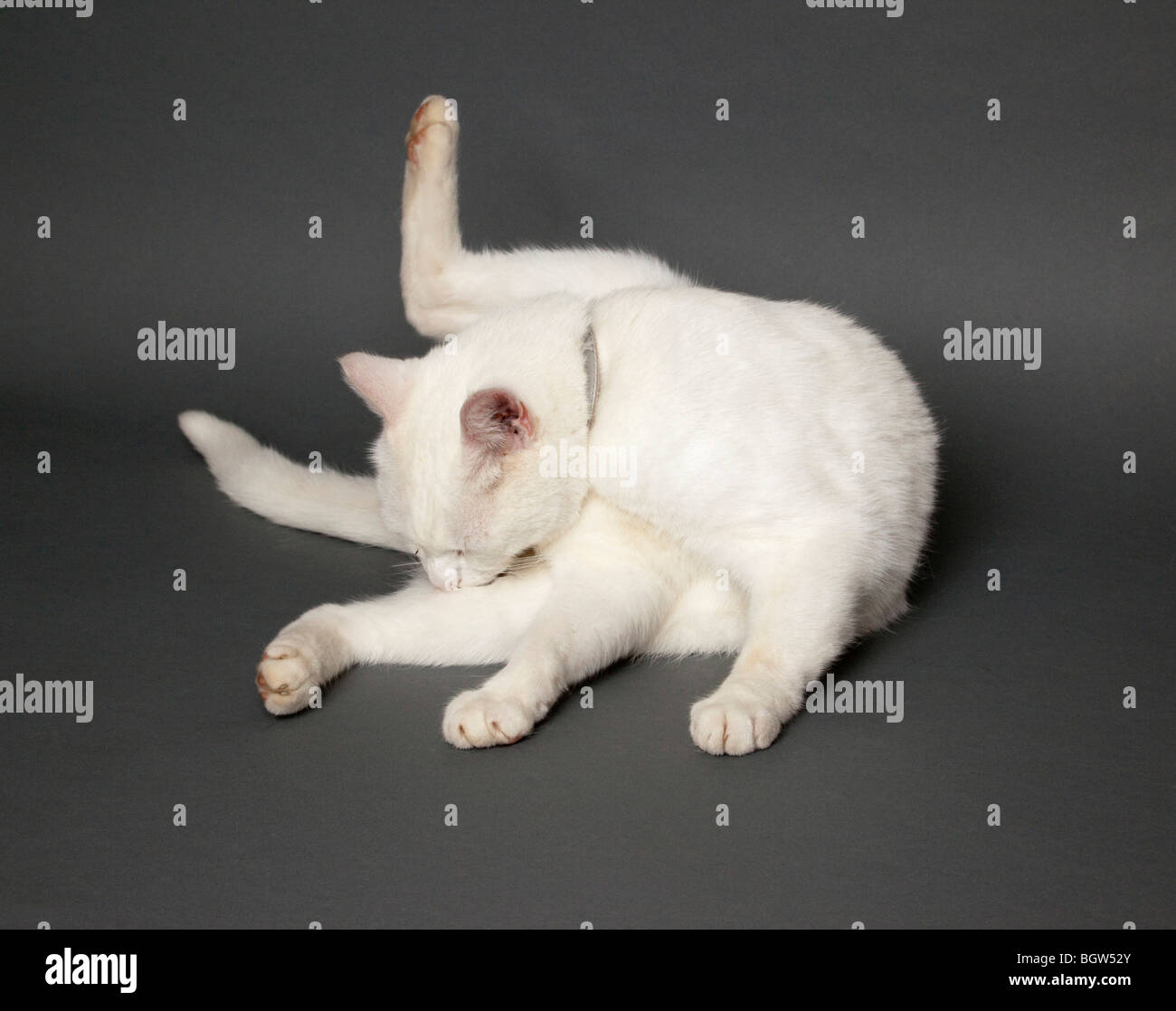 Studio pet hi-res stock photography and images - Alamy