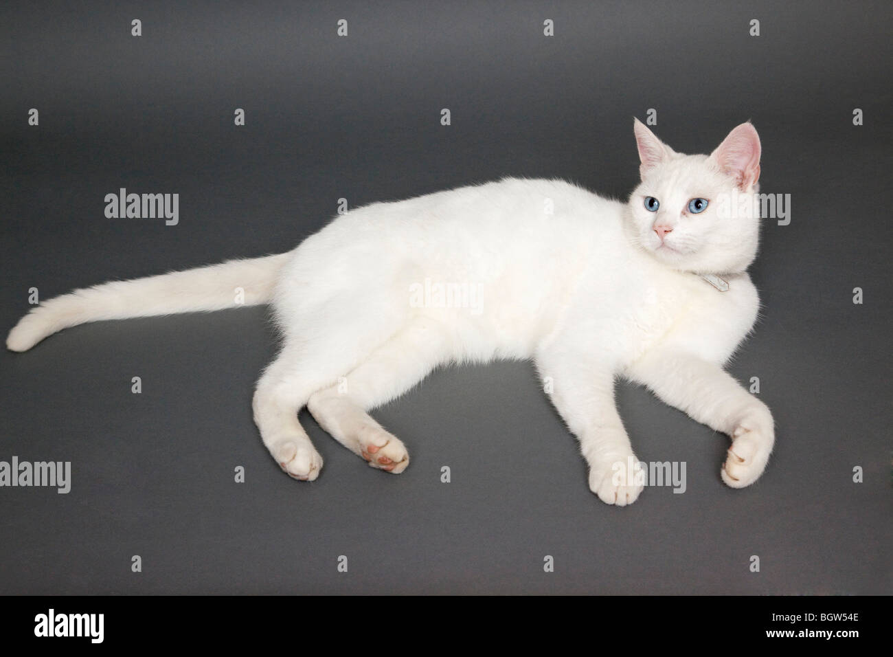 portrait of white cat in studio Stock Photo - Alamy