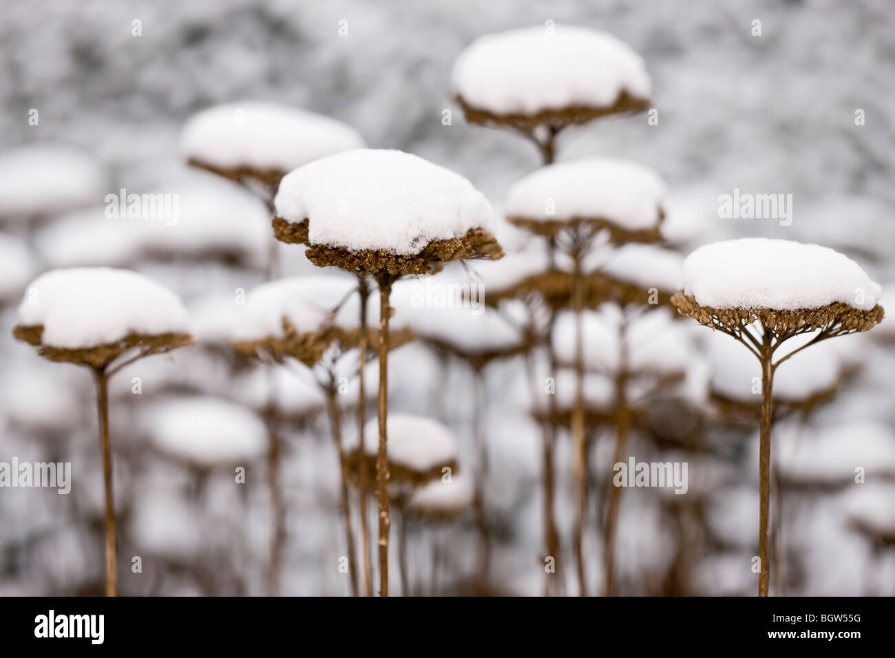 Umbelliferous hi-res stock photography and images - Alamy