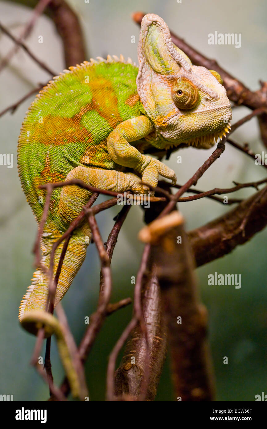 Veiled chameleon hi-res stock photography and images - Alamy