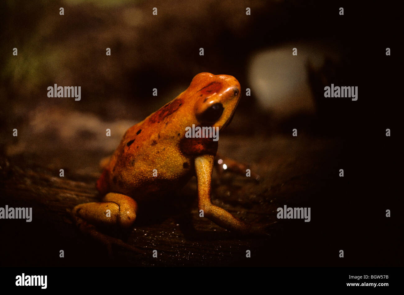 Colombia. Choco rainforest. Deadly poisonous frogs. Painted frogs ...
