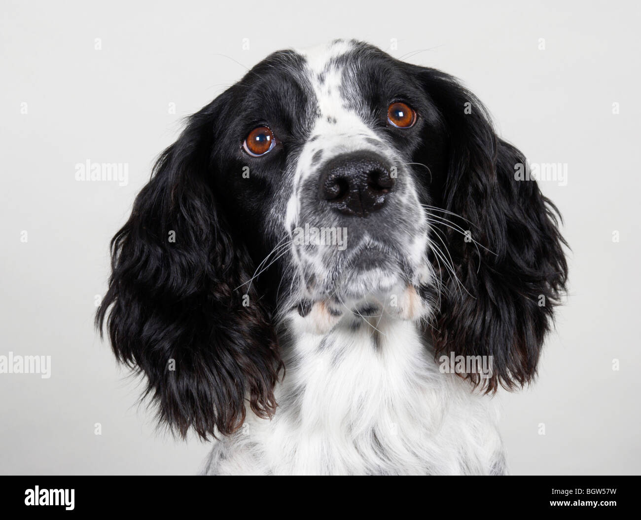Black And White Springer Spaniel High Resolution Stock Photography and ...
