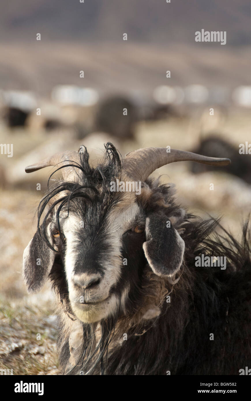 Murgab hi-res stock photography and images - Alamy