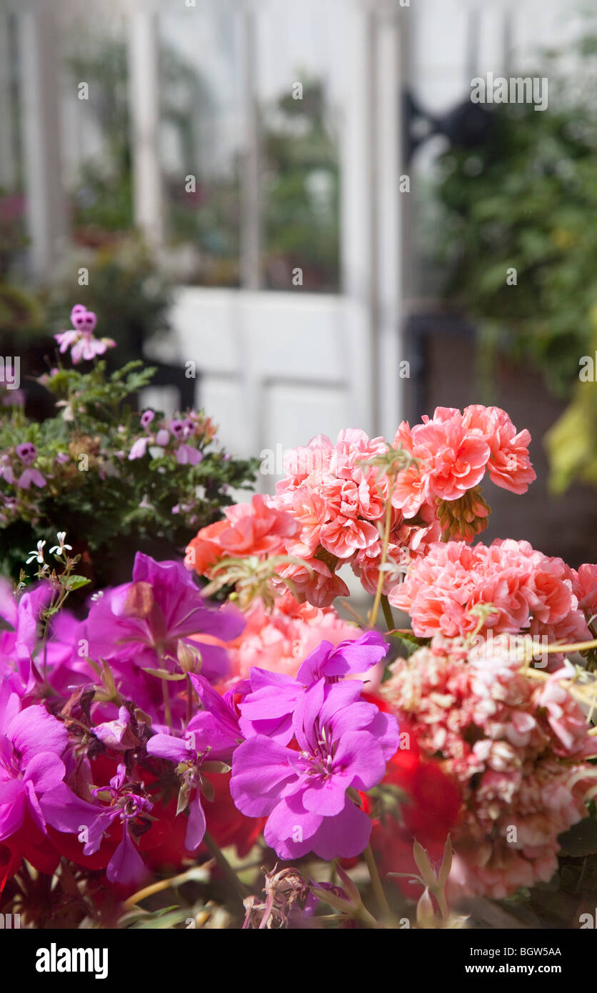 Multicolor geraniums hi-res stock photography and images - Alamy