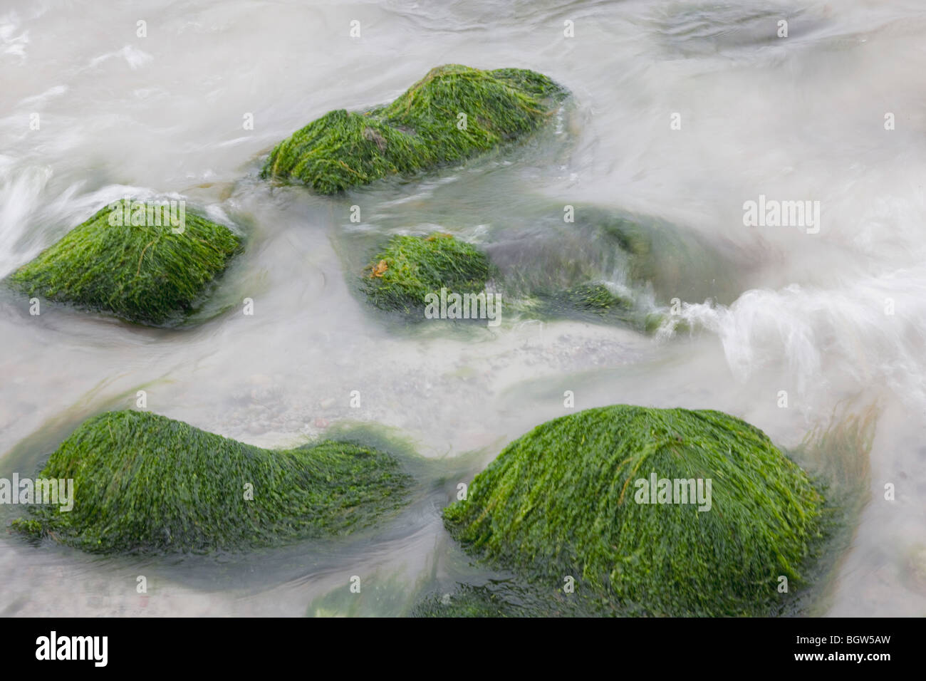 Moss covered rocks in water, Isle of Iona, Scotland Stock Photo - Alamy