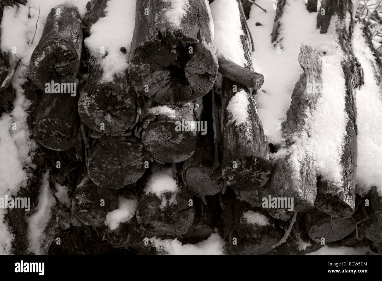 log pile rotting in winter Stock Photo - Alamy