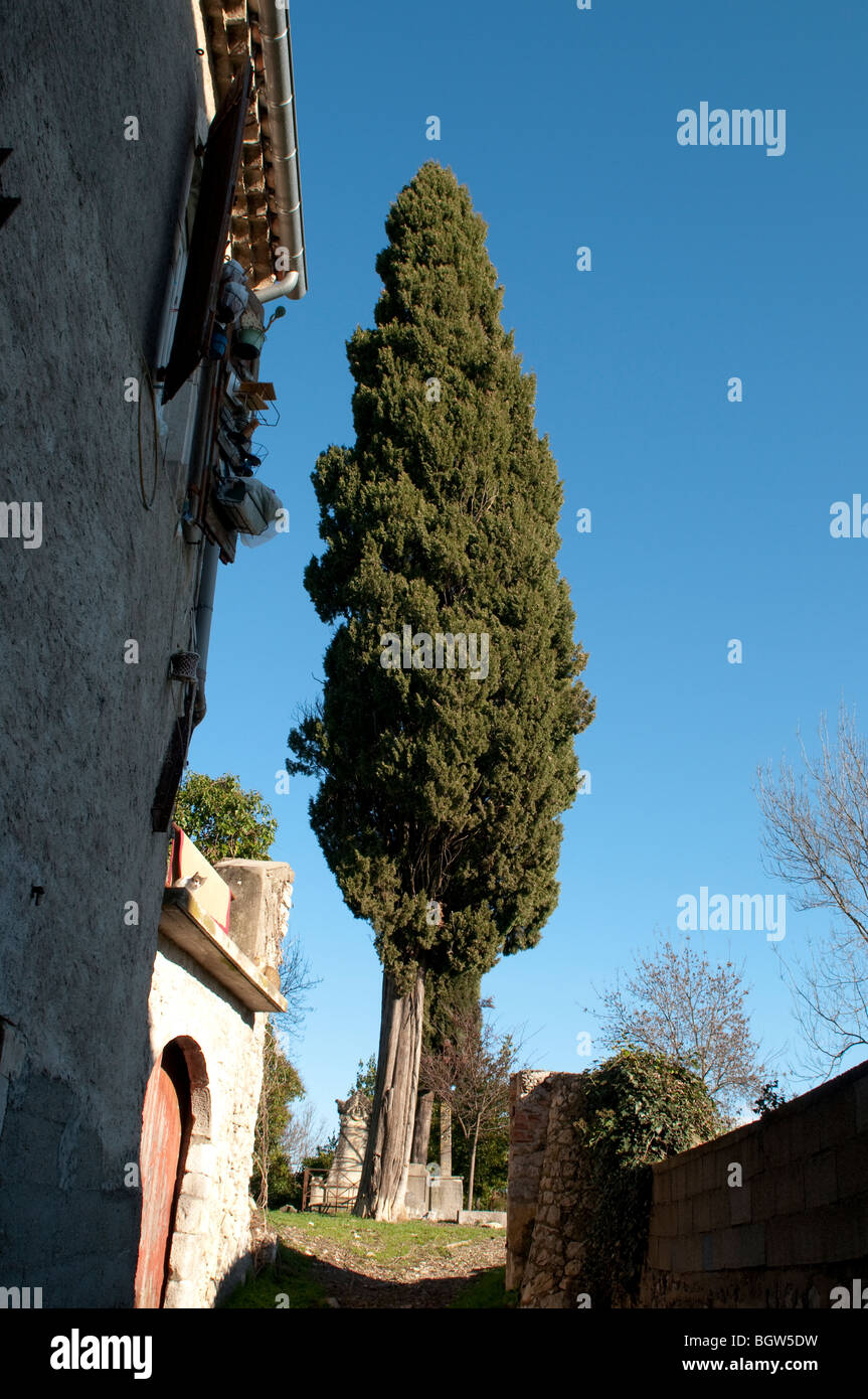 Tree cemetery hi-res stock photography and images - Alamy