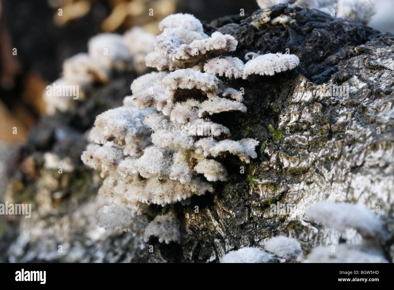 Hairy stereum fungus hi-res stock photography and images - Alamy