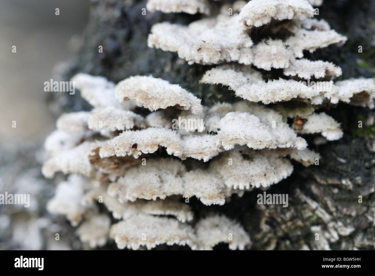 Hairy Stereum Fungus Stock Photo - Alamy